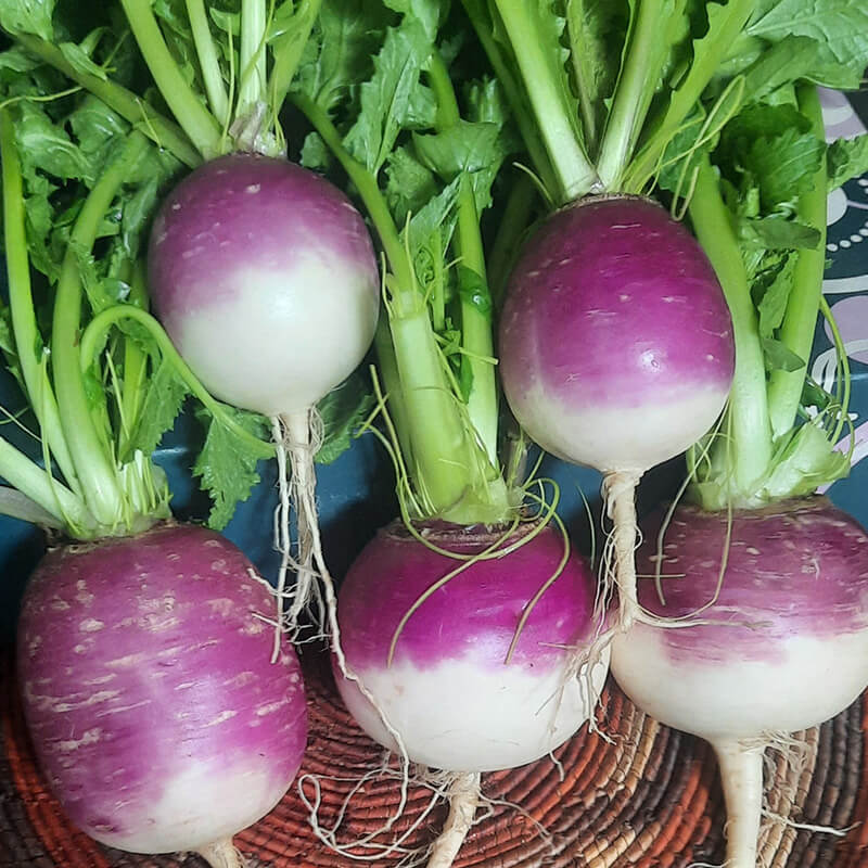 Turnip – شلجم | Organica Pakistan