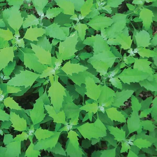 Goosefoot – باتھو | Organica Pakistan