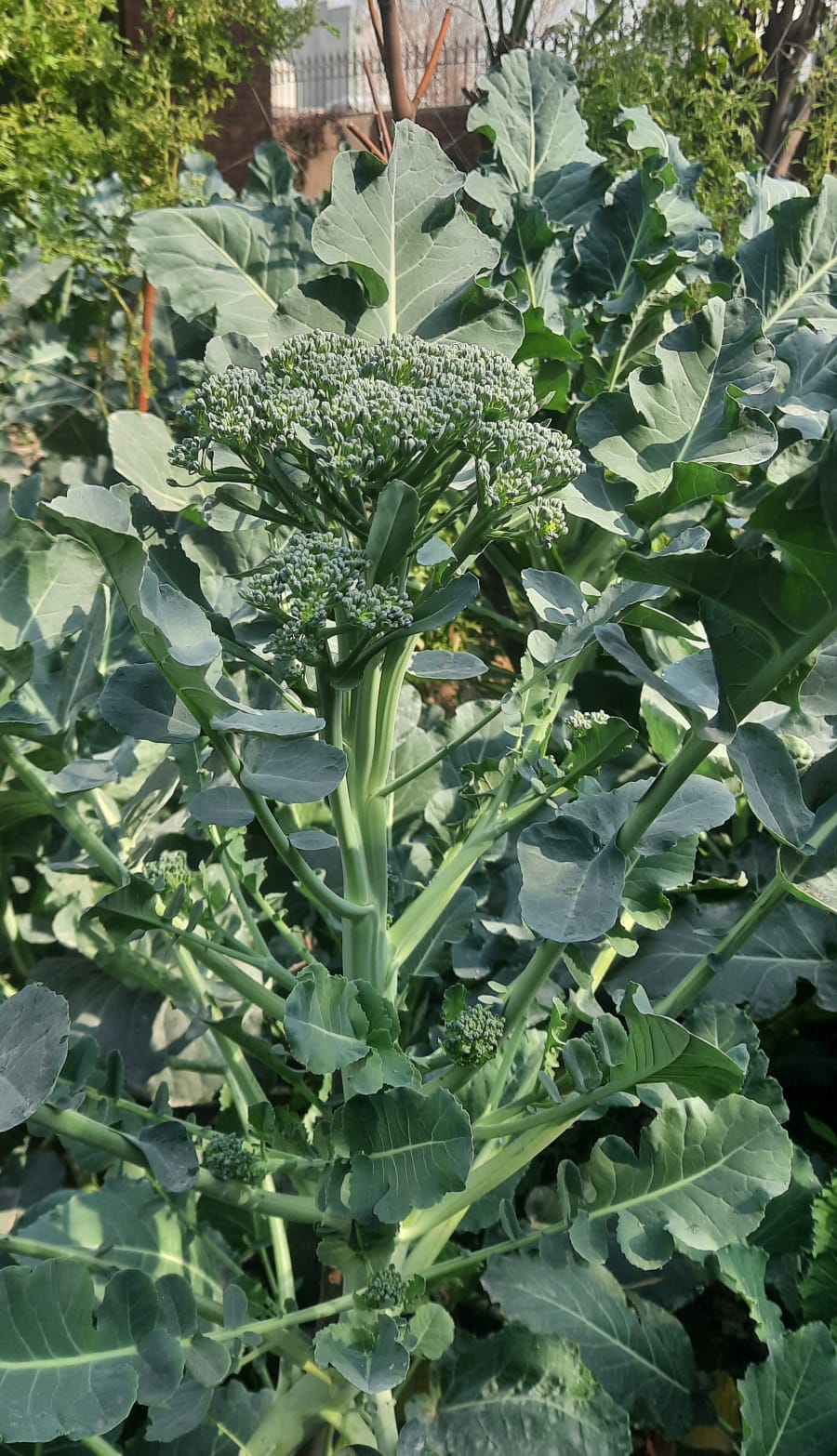 Broccoli Sprouting | Organica Pakistan